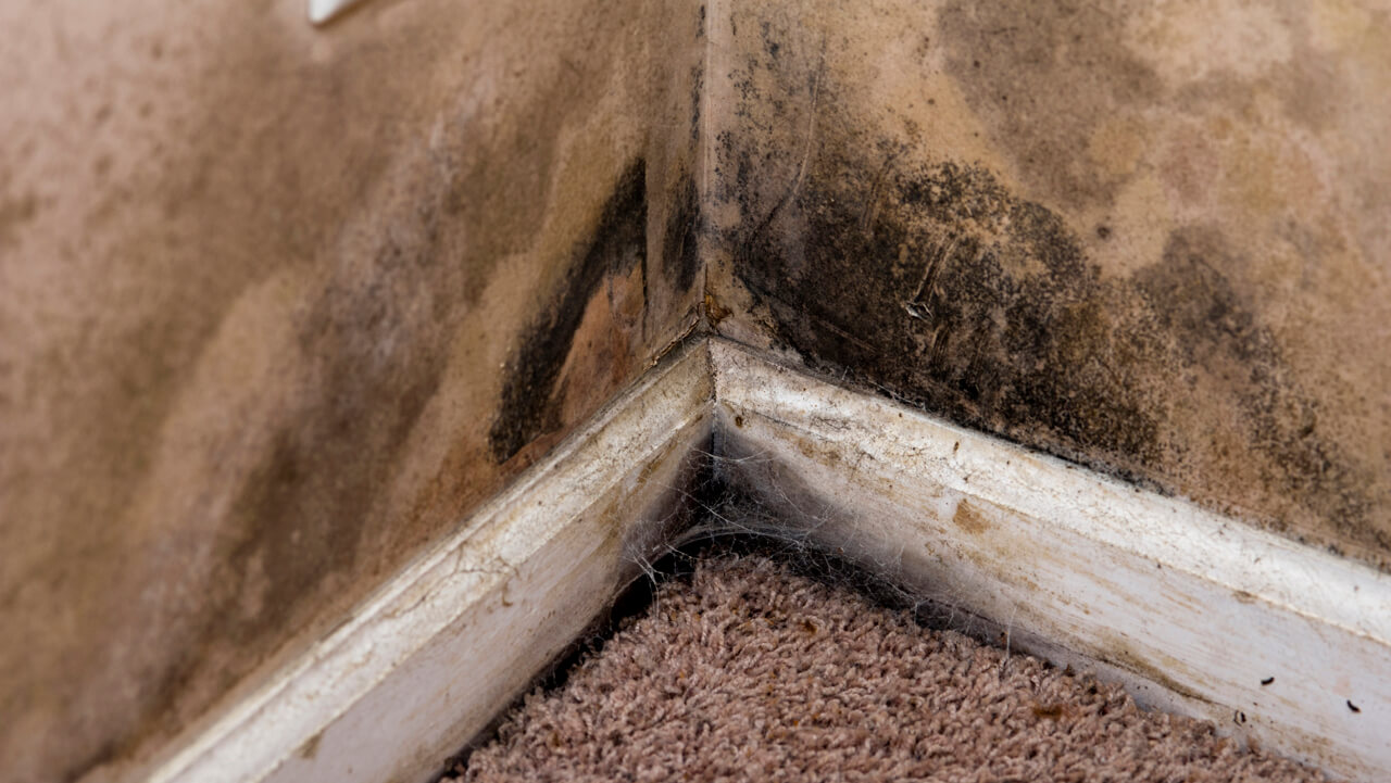 How to Repair a Water-Damaged Wall | Roto-Rooter